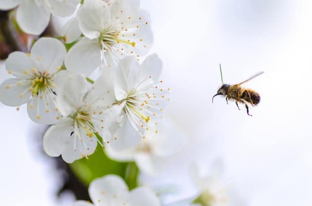 How Allergies Affect Your Hearing | Arizona Desert ENT | Blog